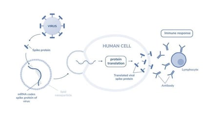 LUCULLUS®: VALIDATED DATA HISTORIAN FOR MRNA VACCINE PRODUCTION PROCESSES